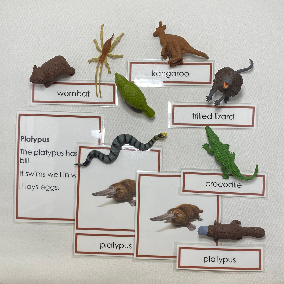 Oceania Animals Classification Set Australia and New Zealand Animals ...